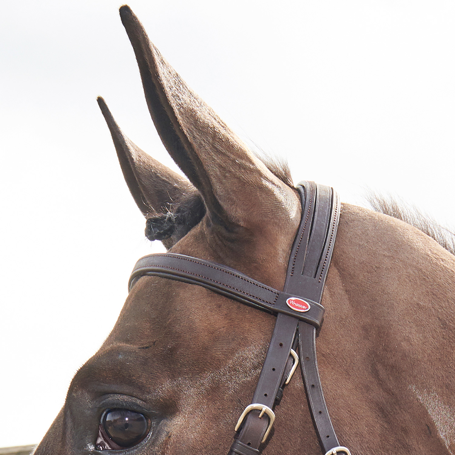 Whitaker Ready to Ride Snaffle Bridle Black & Havana – The Equine Shed